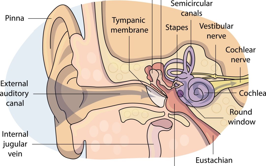 Vestibular-System-Diagram-scaled - DeePT
